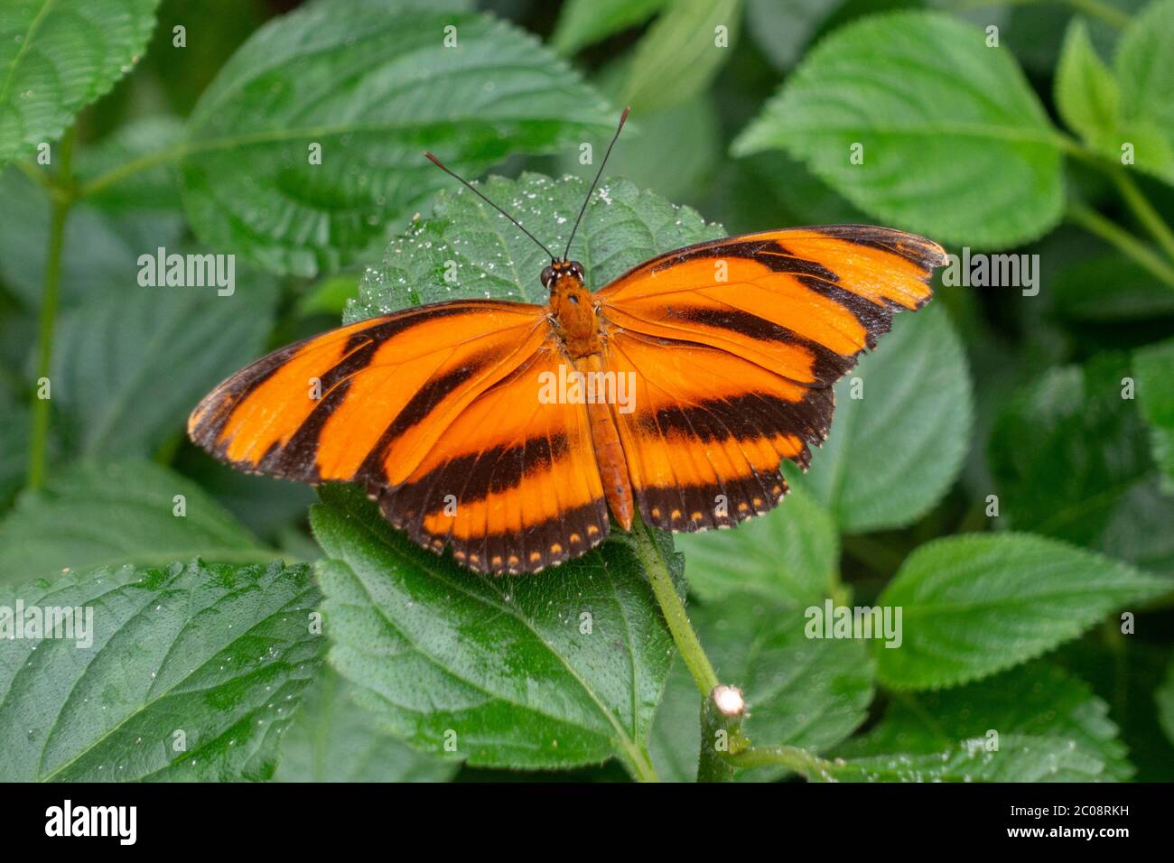 A banded orange (Dryadula phaetusa) butterfly, native of Central and ...