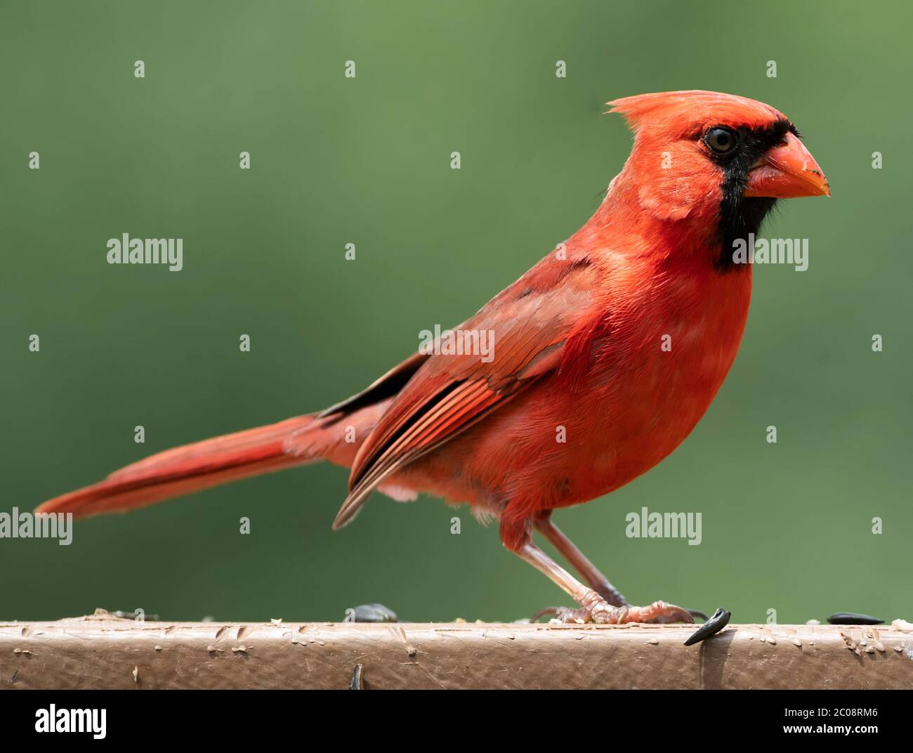 Profile of a bird Stock Photo - Alamy