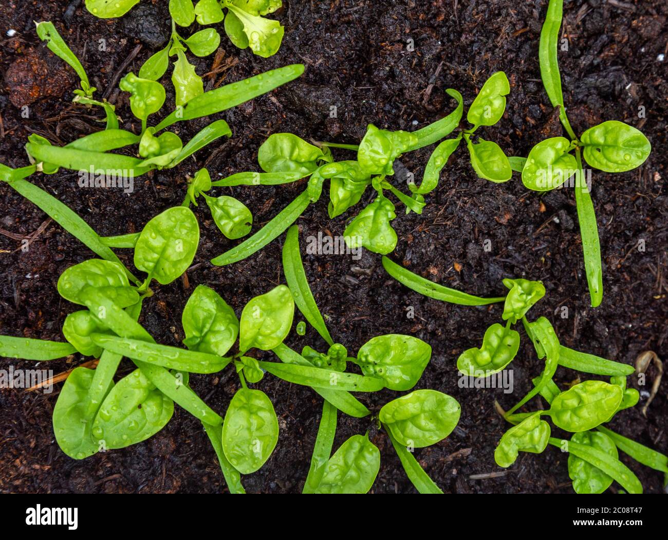Baby spinach growing hi-res stock photography and images - Alamy