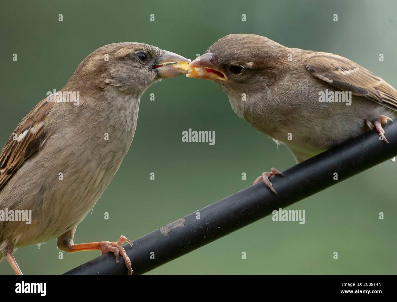 Birds together hi-res stock photography and images - Alamy
