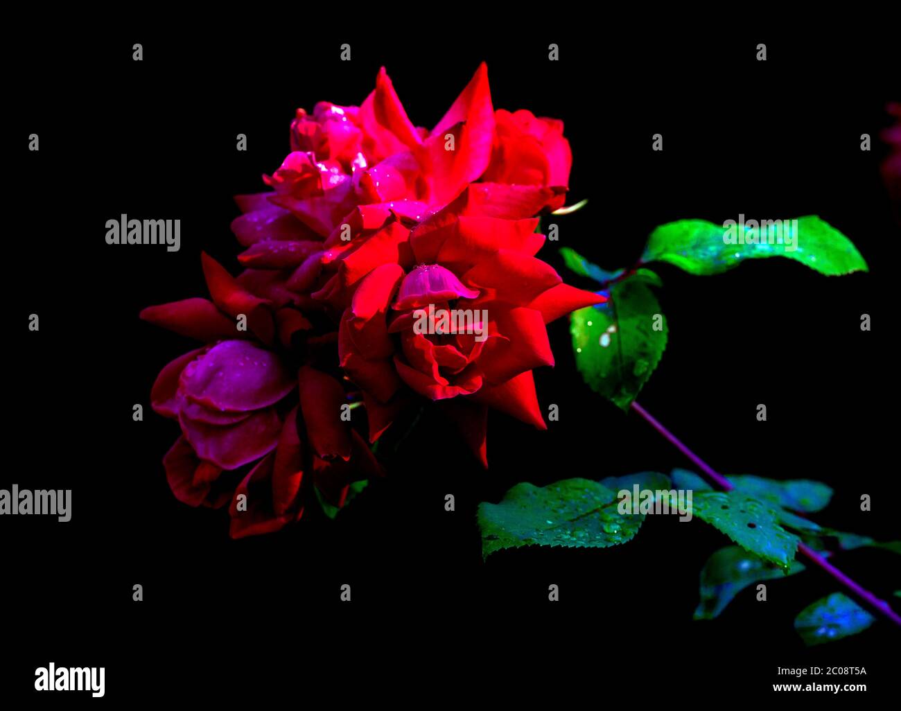 Shadow of the rose hi-res stock photography and images - Alamy