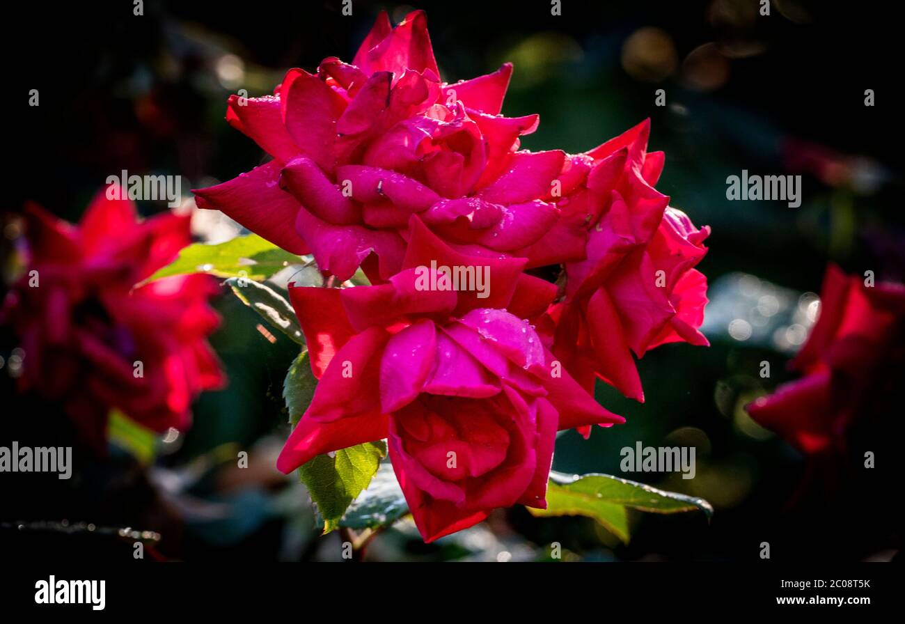 Vivid red rose Stock Photo - Alamy