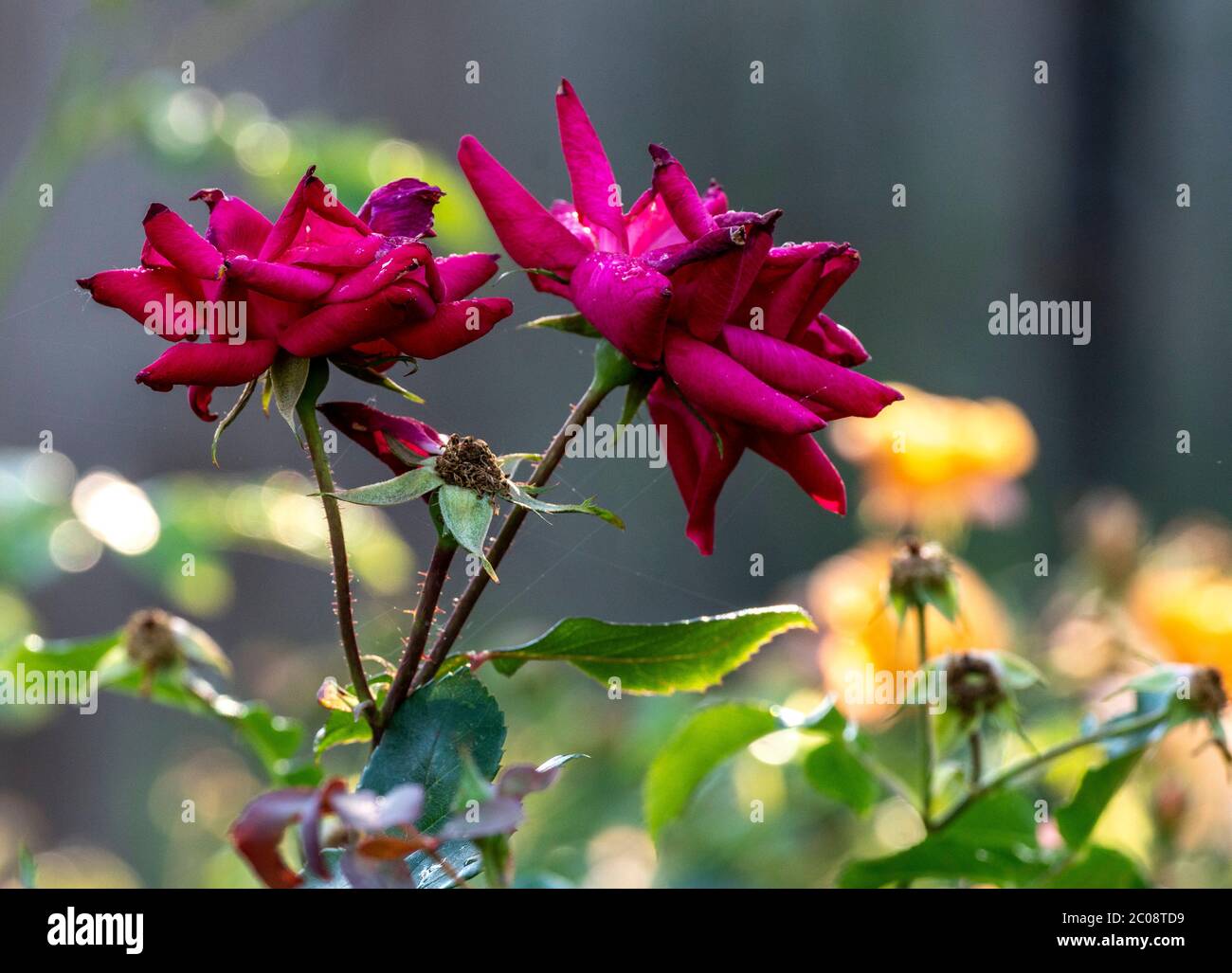 Roses in bloom Stock Photo - Alamy