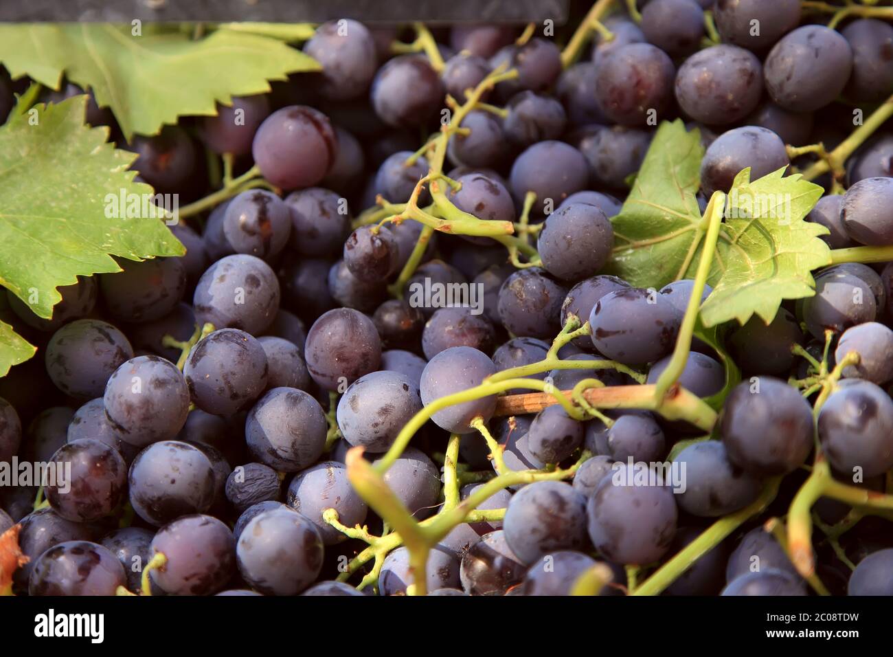 Freshness sweet red grapes, France Stock Photo - Alamy