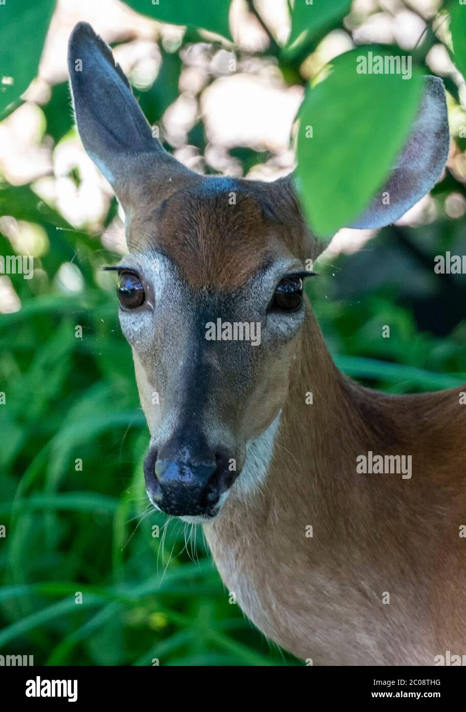 Portrait of a deer Stock Photo - Alamy
