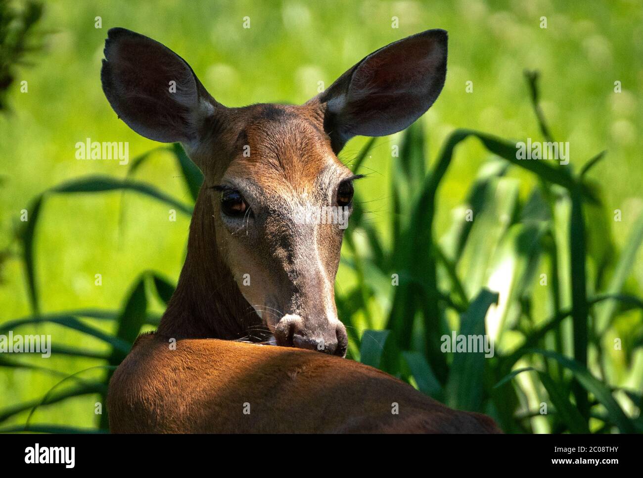 Neighborhod hi-res stock photography and images - Alamy