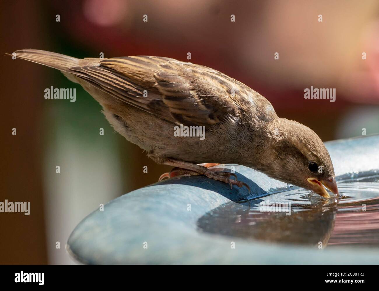 Have a sip hi-res stock photography and images - Alamy