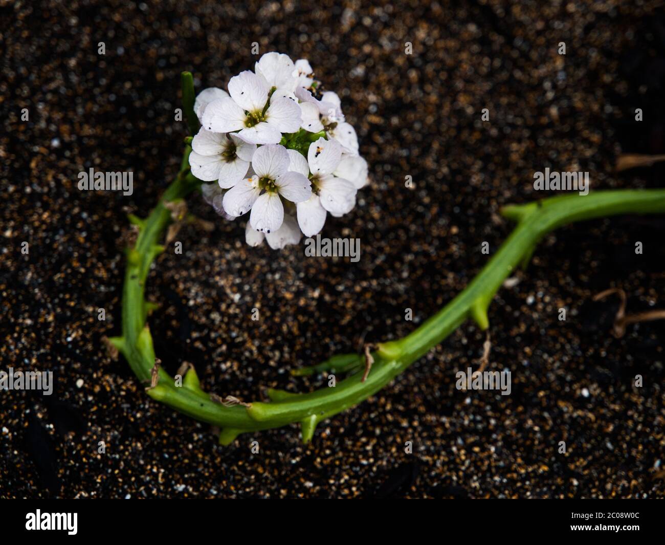 Curved camera hi-res stock photography and images - Alamy