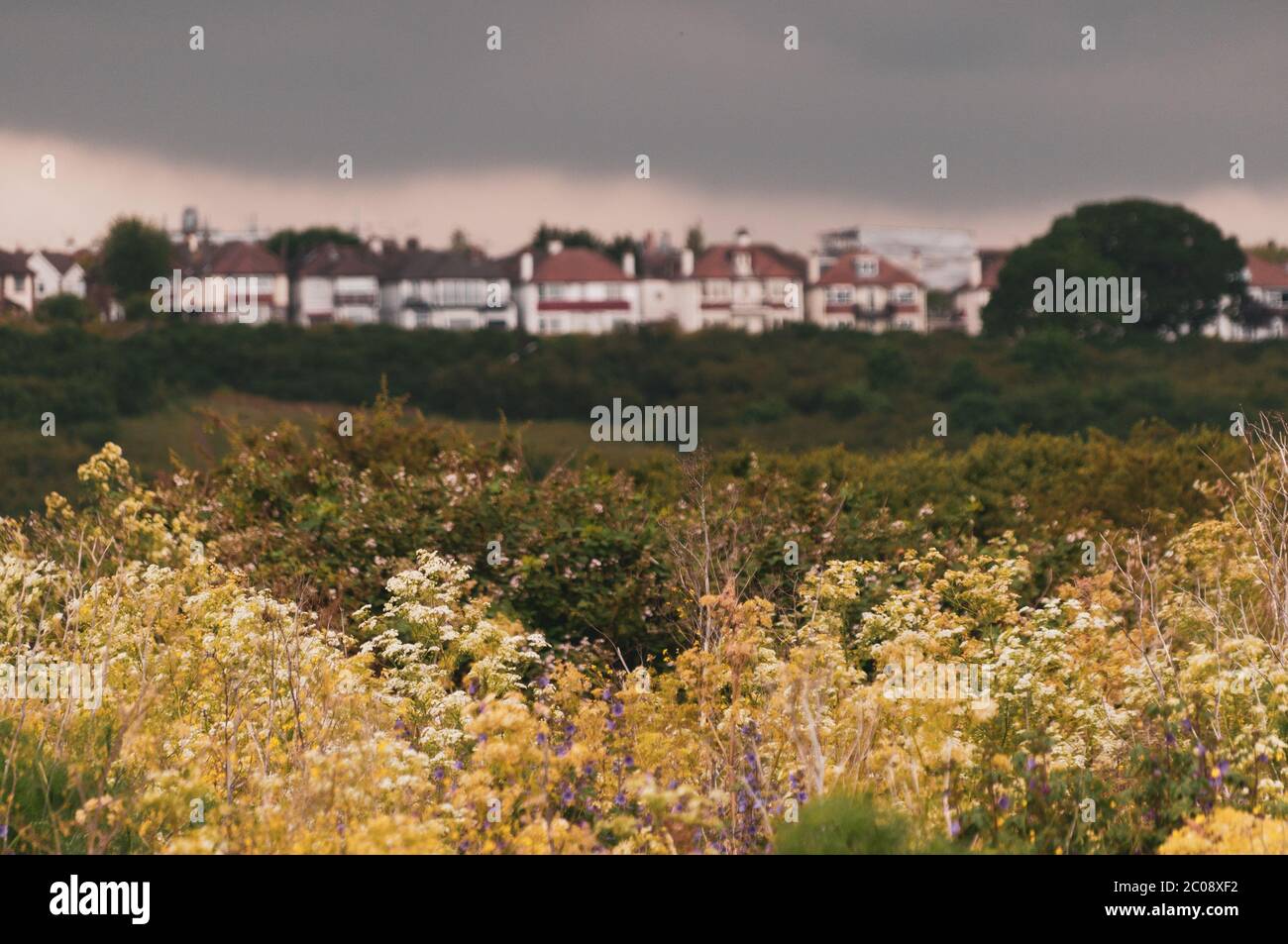 Two Tree island nature reserve, Essex, UK Stock Photo - Alamy