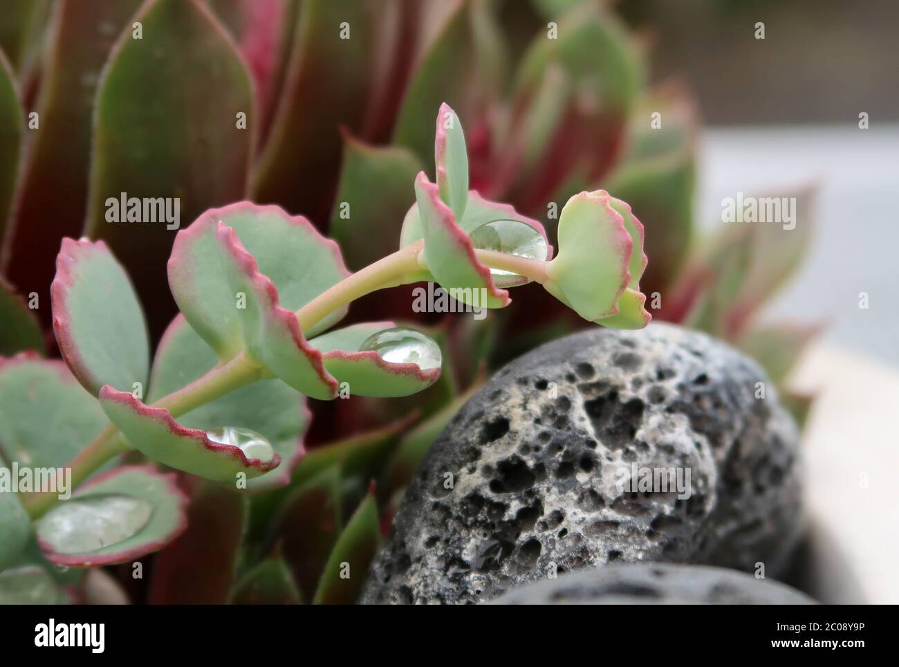 these plants really understand to collect water the drops are almost 2 ...