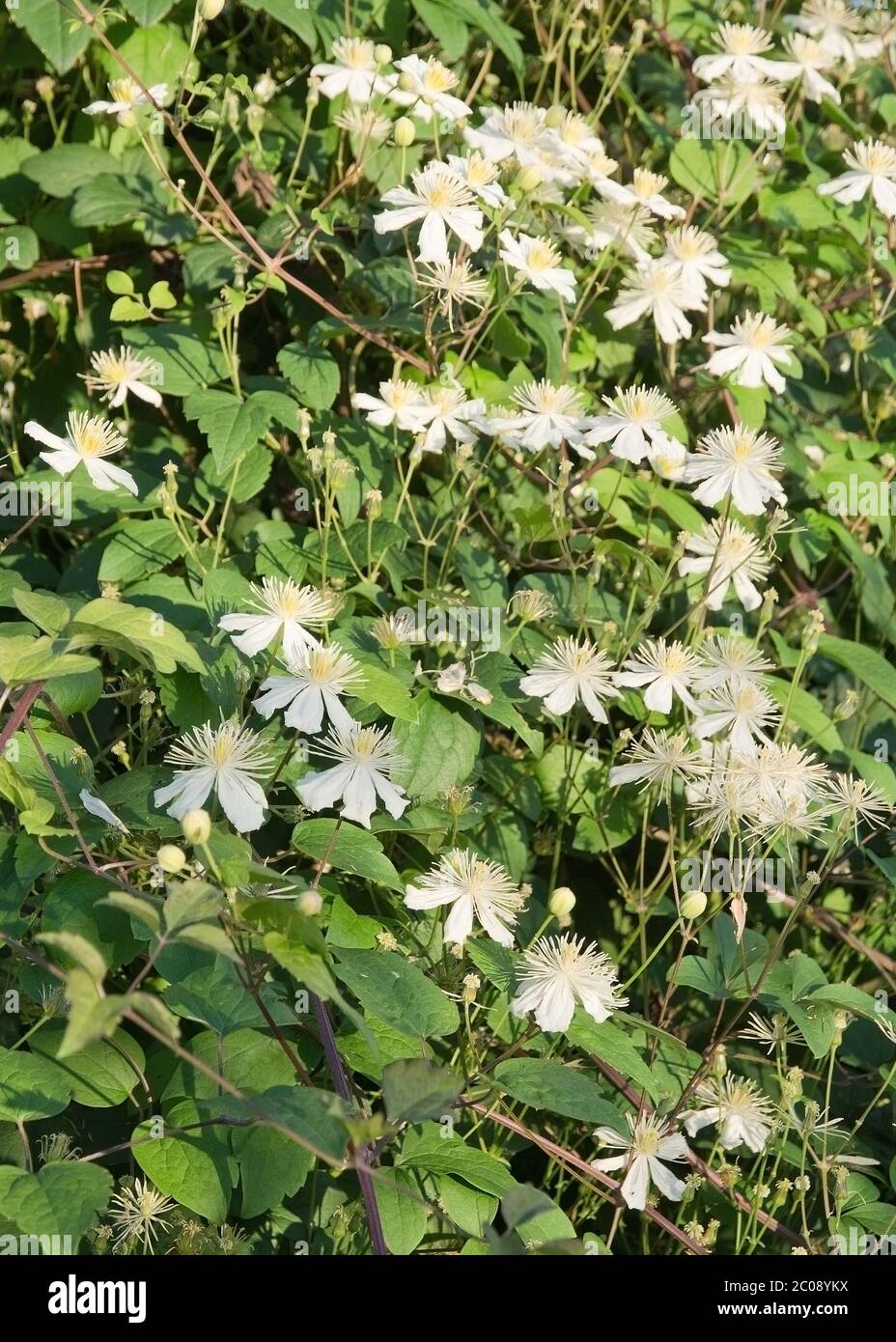 White clematis hi-res stock photography and images - Alamy