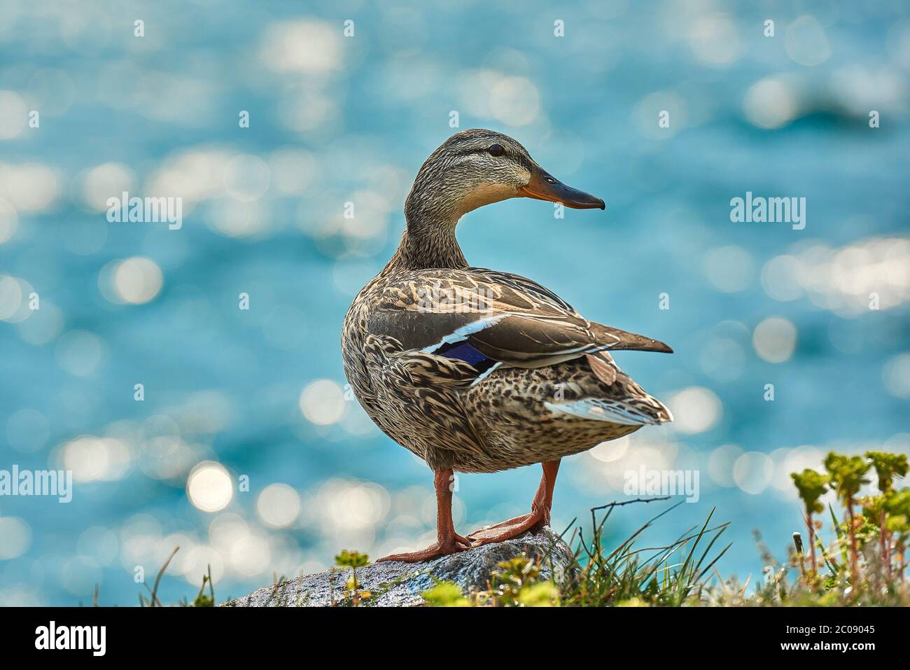 Duck stand hi-res stock photography and images - Alamy