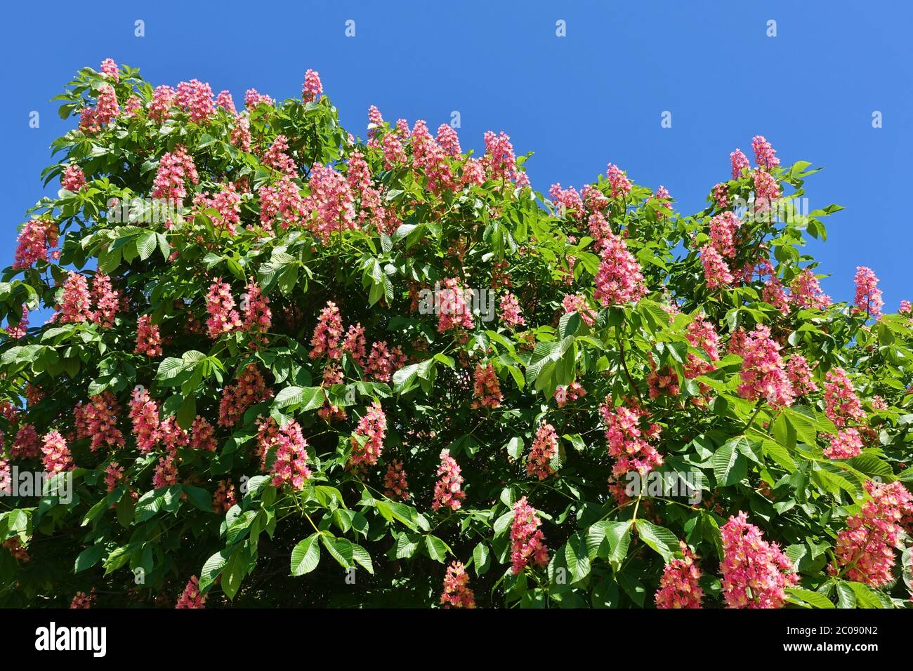 Pink flowers of the red horse chestnut tree Aesculus Stock Photo - Alamy