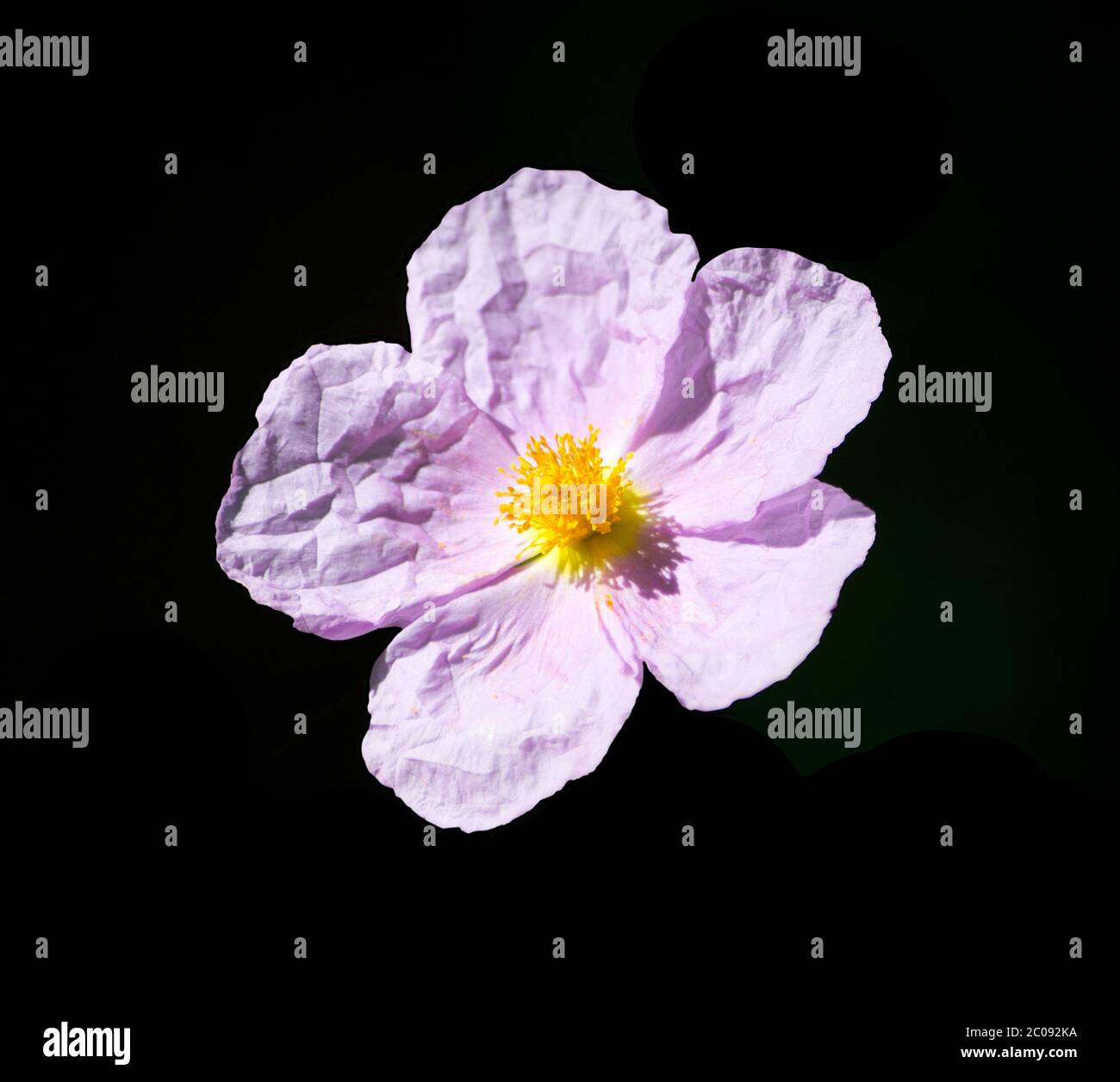 Pink rock rose Stock Photo - Alamy