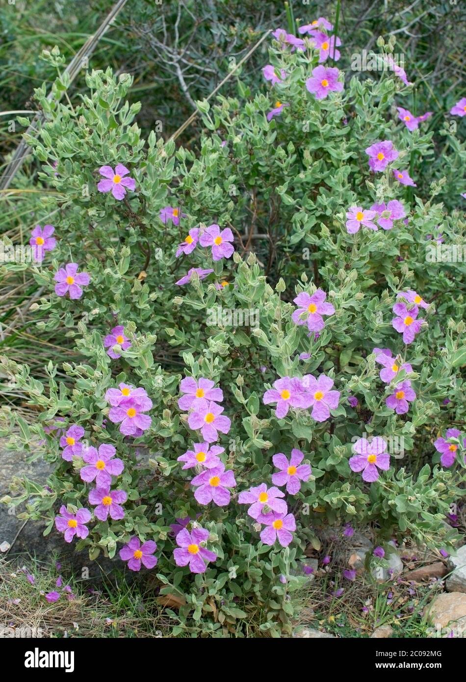 Pink rock rose Stock Photo - Alamy