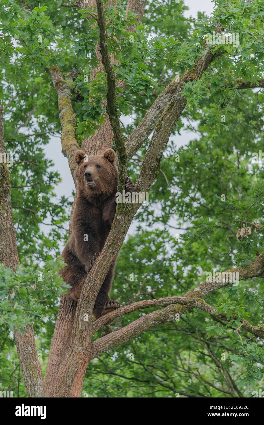 Brown bear on a tree Stock Photo - Alamy