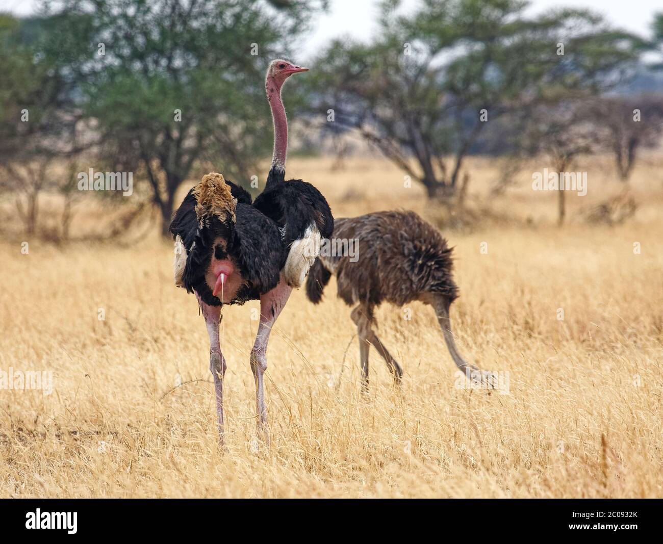male ostrich urinating, white liquid, Struthio camelus, world's largest ...
