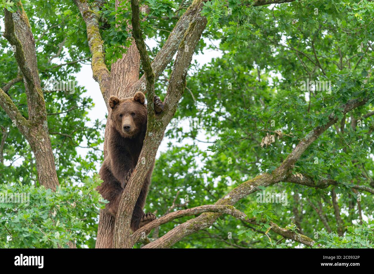Bear on the tree hi-res stock photography and images - Alamy