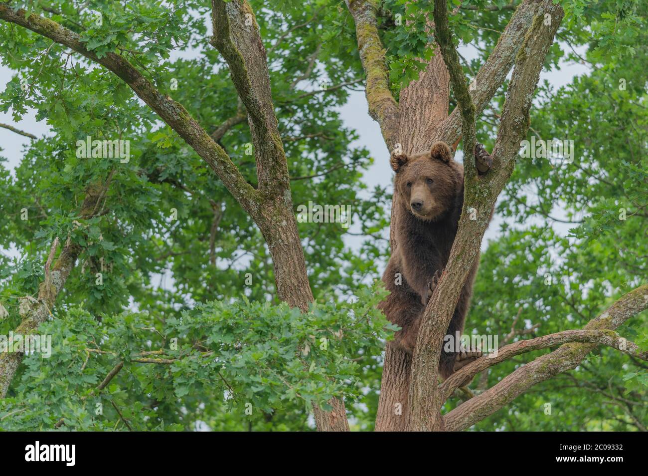 Brown bear on a tree Stock Photo - Alamy