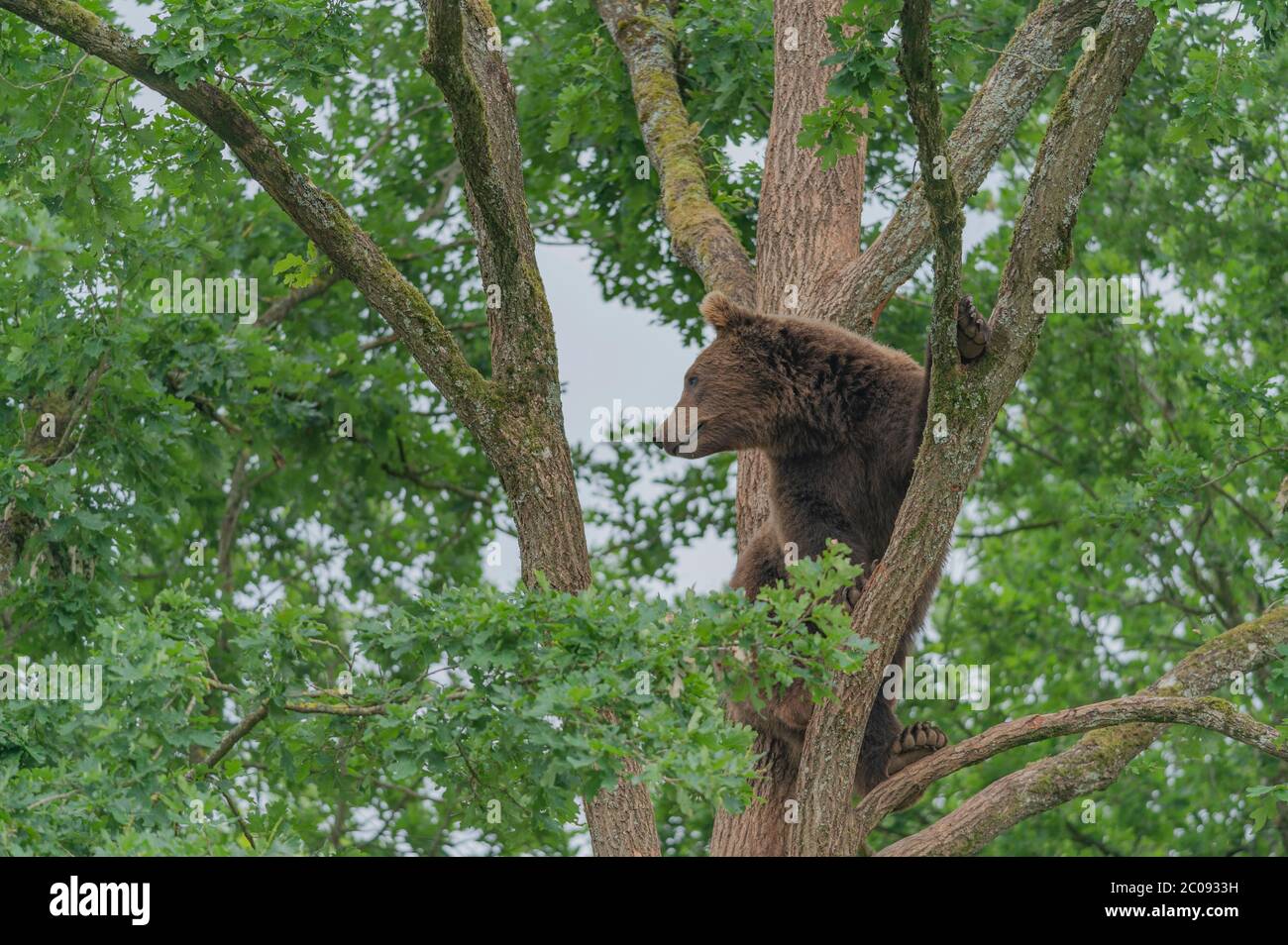 Brown bear on a tree Stock Photo - Alamy