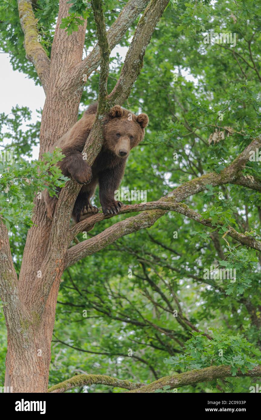 Brown bear on a tree Stock Photo - Alamy