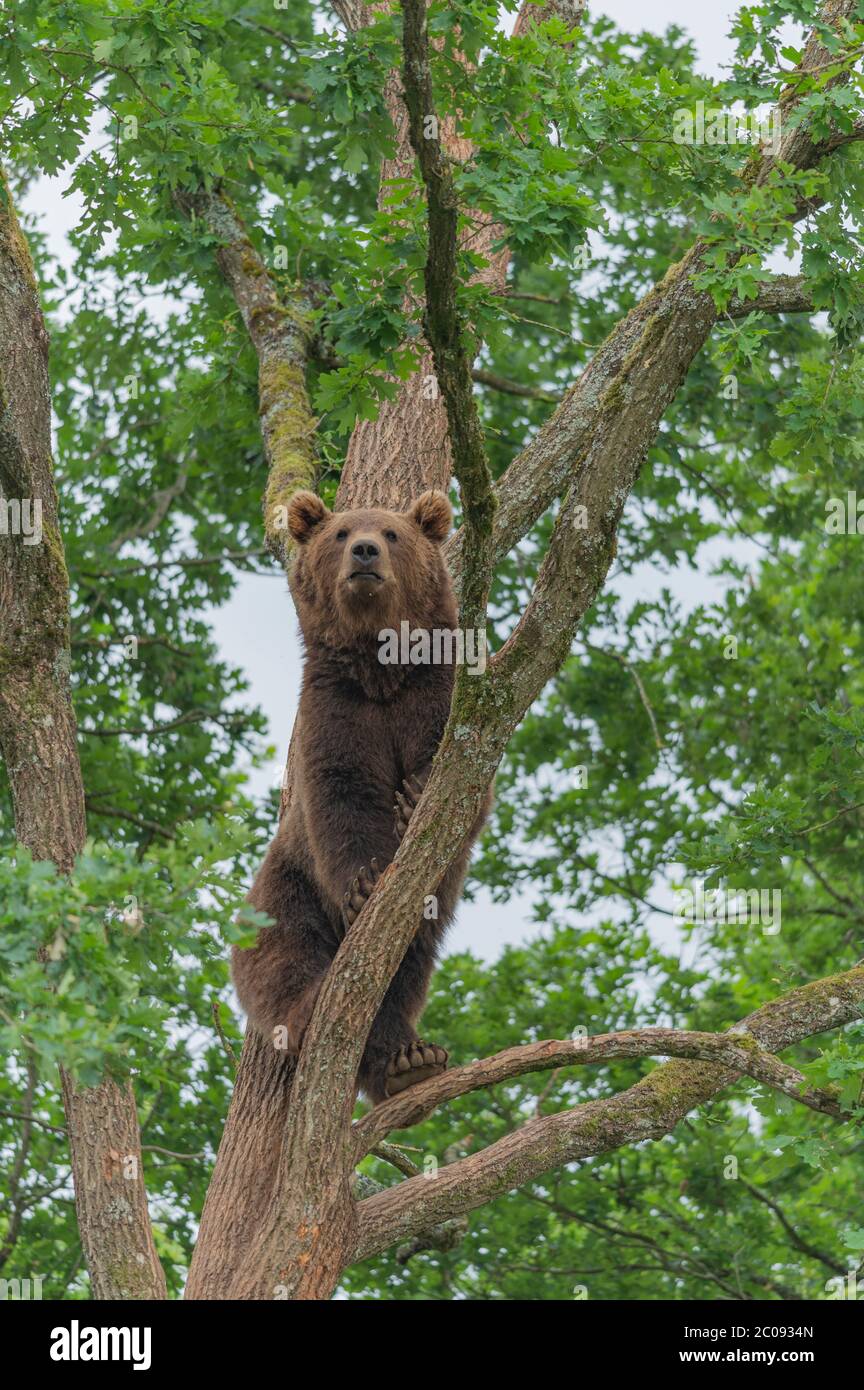 Brown bear on a tree Stock Photo - Alamy