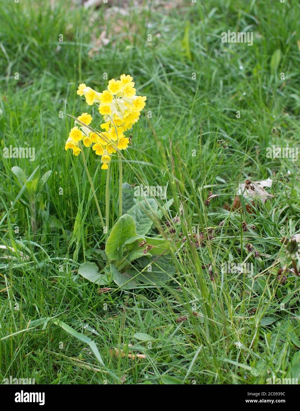 Primrose in grass Stock Photo - Alamy