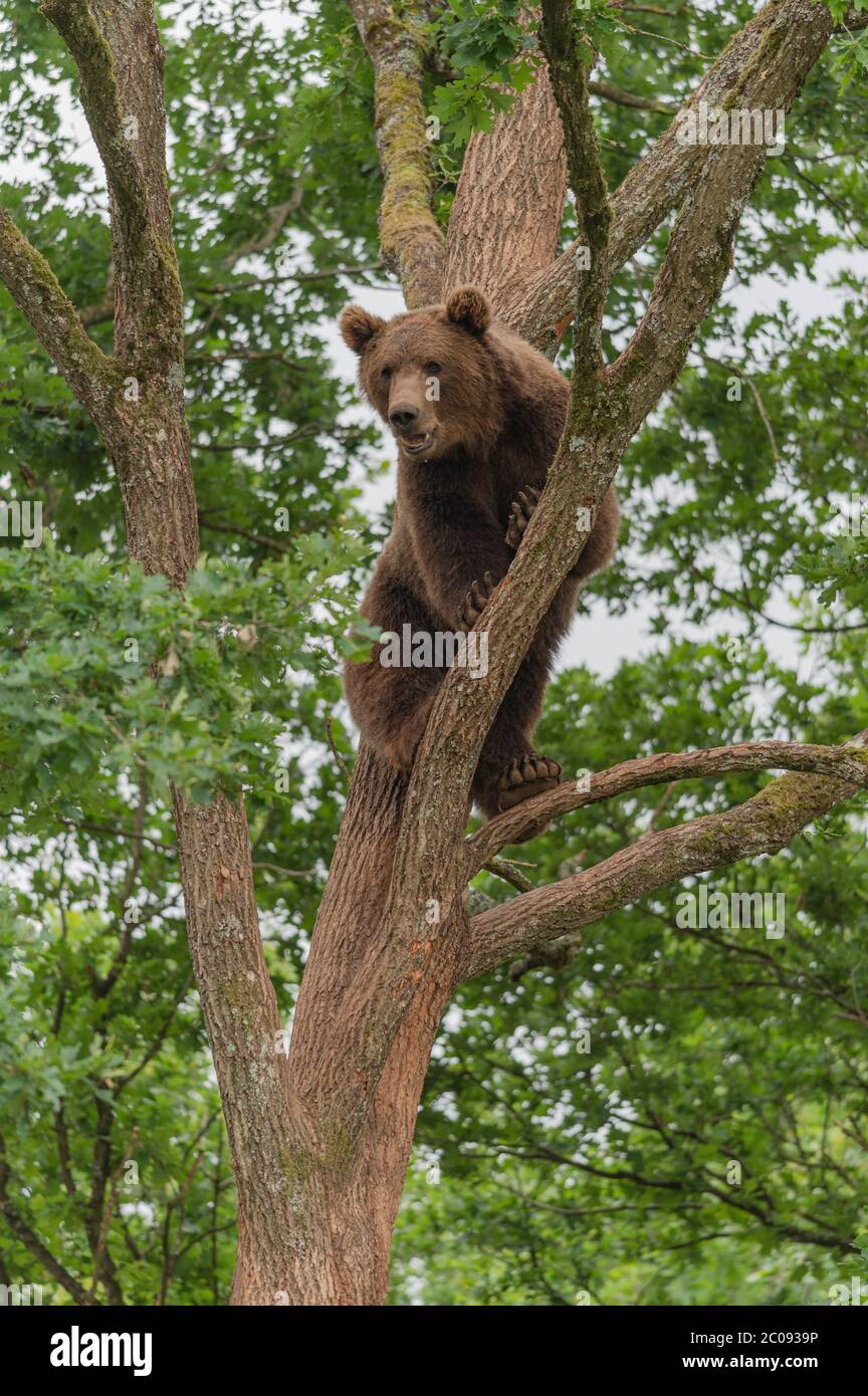 Brown bear on a tree Stock Photo - Alamy