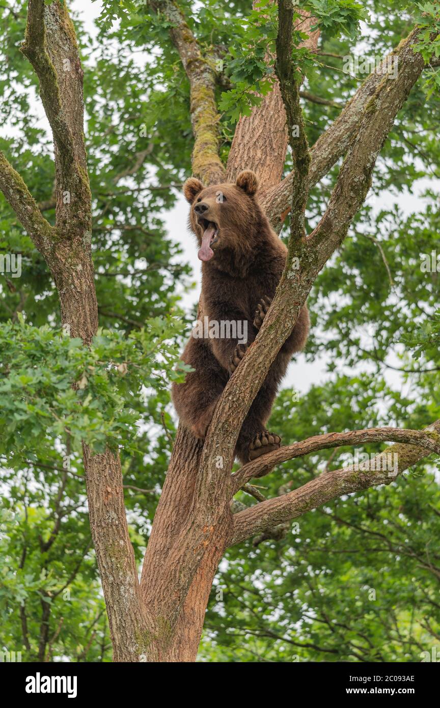 Brown bear on a tree Stock Photo - Alamy