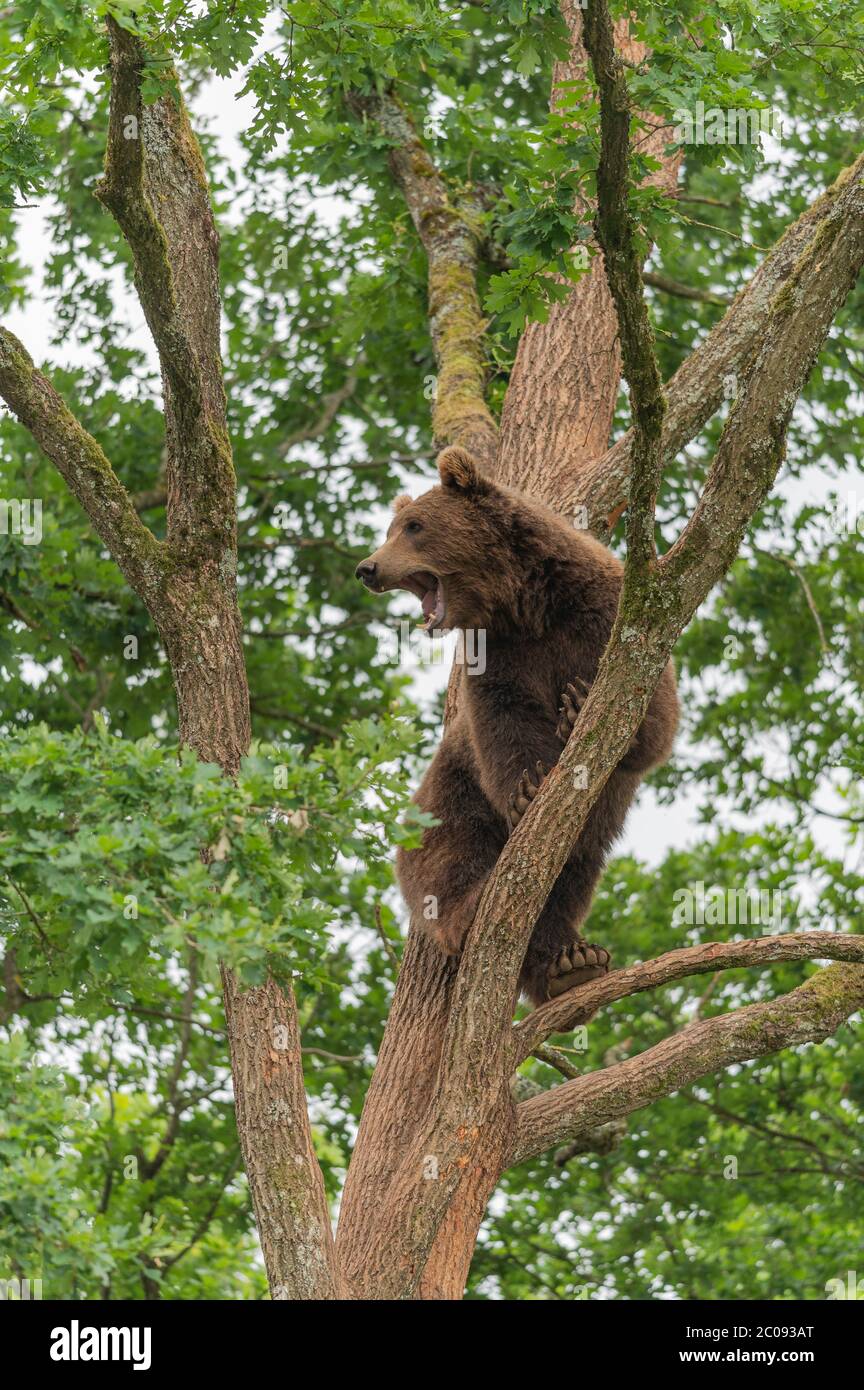 Brown bear on a tree Stock Photo - Alamy