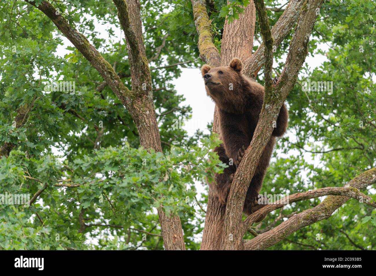 Brown bear on a tree Stock Photo - Alamy