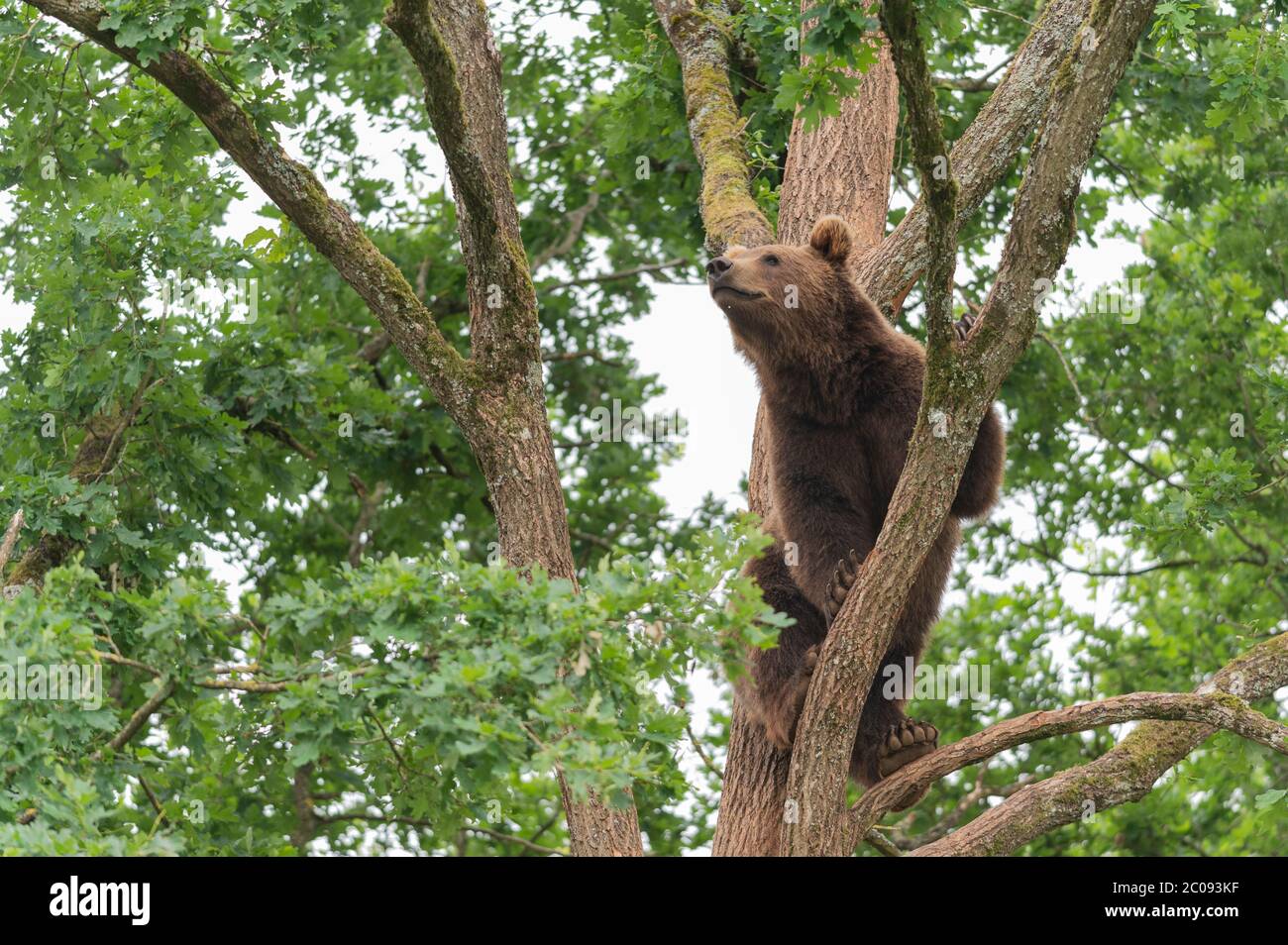 Brown bear on a tree Stock Photo - Alamy