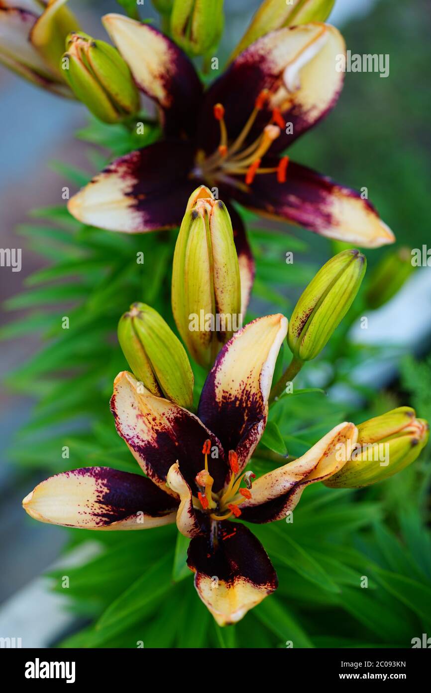 Bright red asiatic lily flower hi-res stock photography and images - Alamy