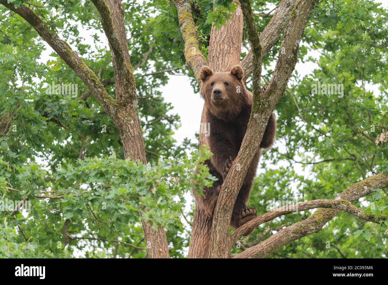 Brown bear on a tree Stock Photo - Alamy