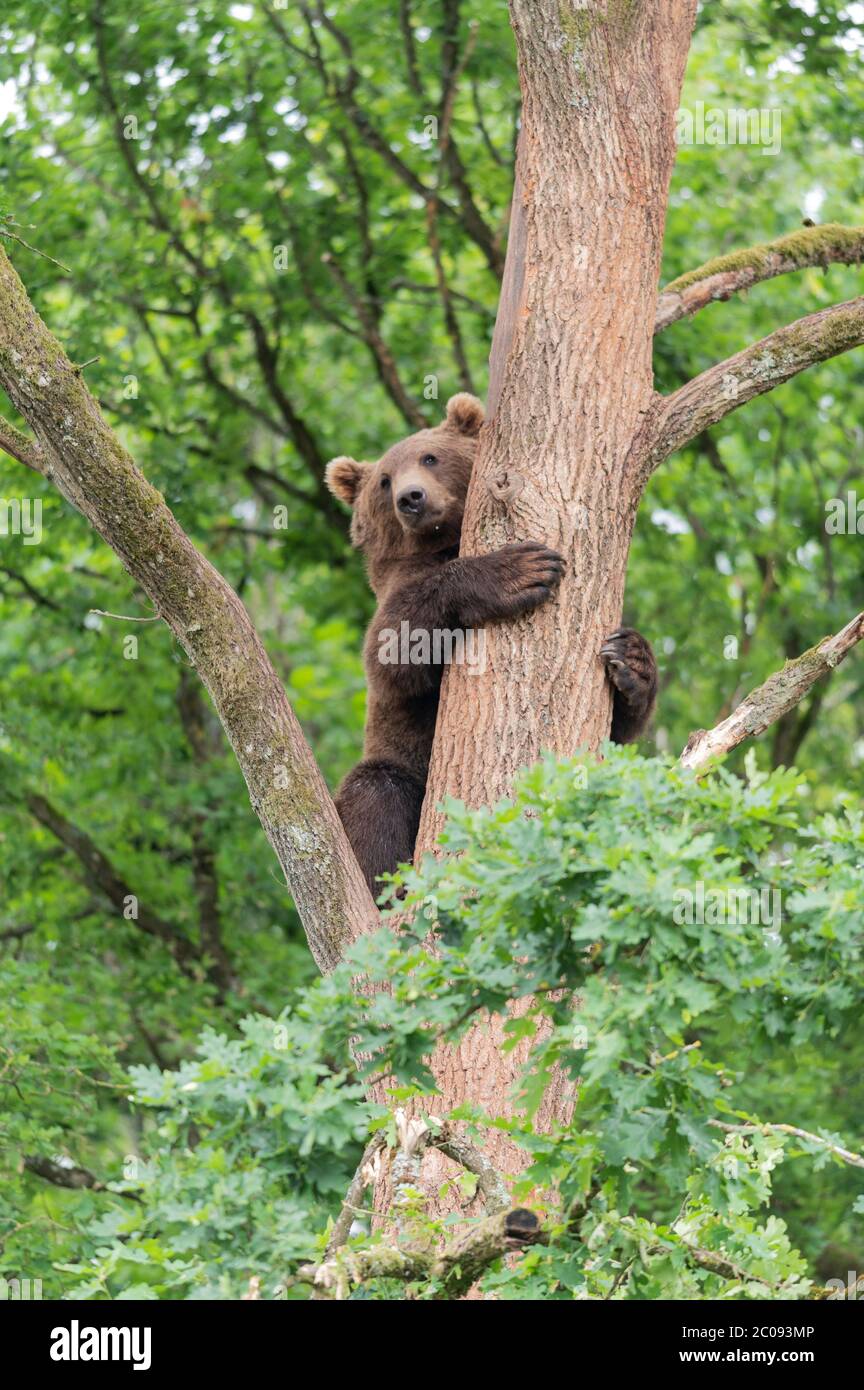 Bear on the tree hi-res stock photography and images - Alamy