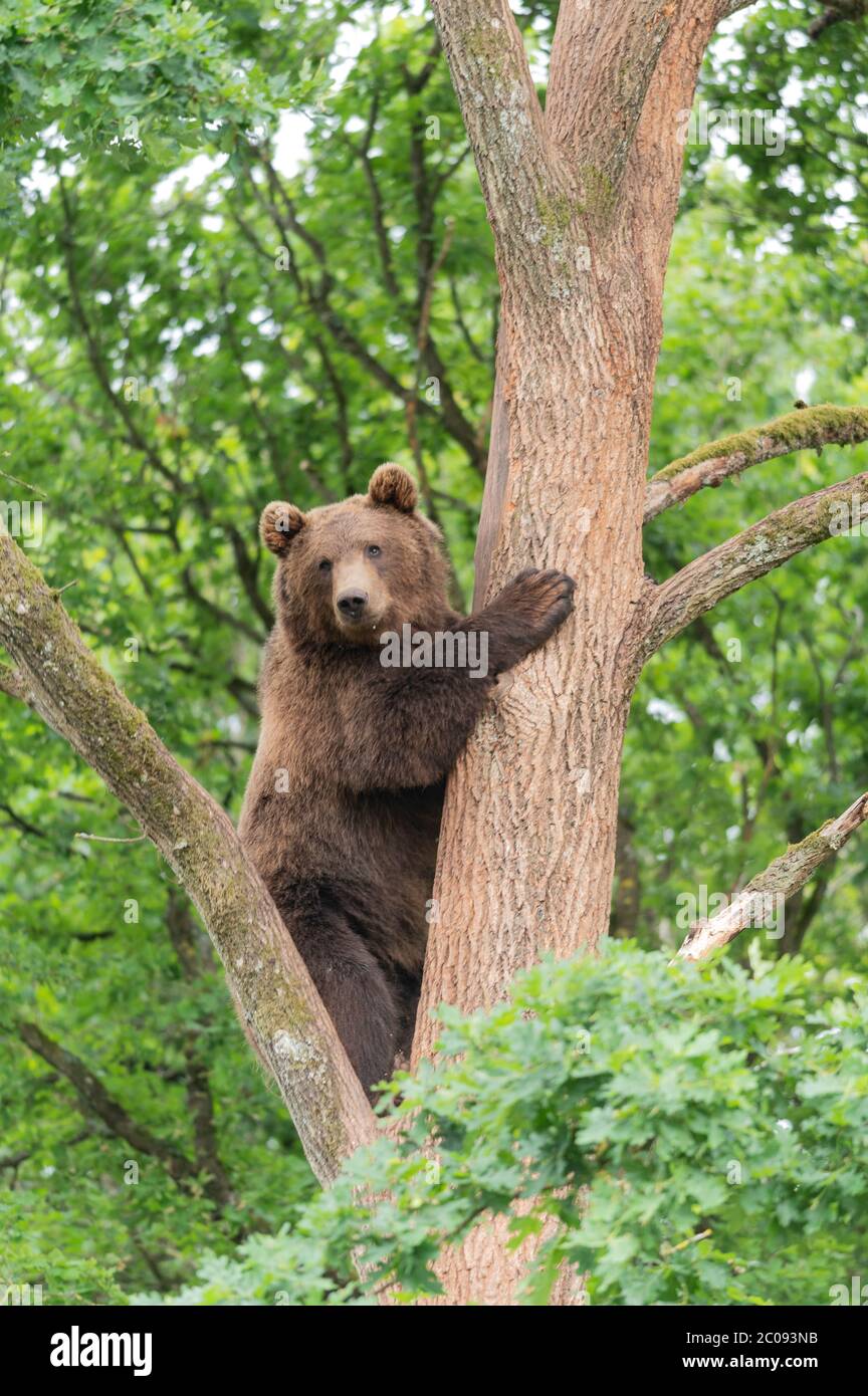 Brown bear on a tree Stock Photo - Alamy