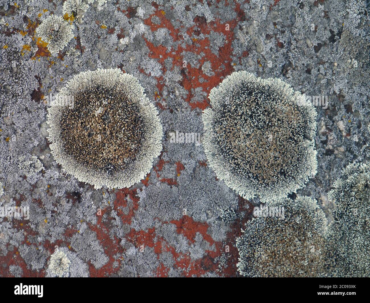 Crusty lichen hi-res stock photography and images - Alamy