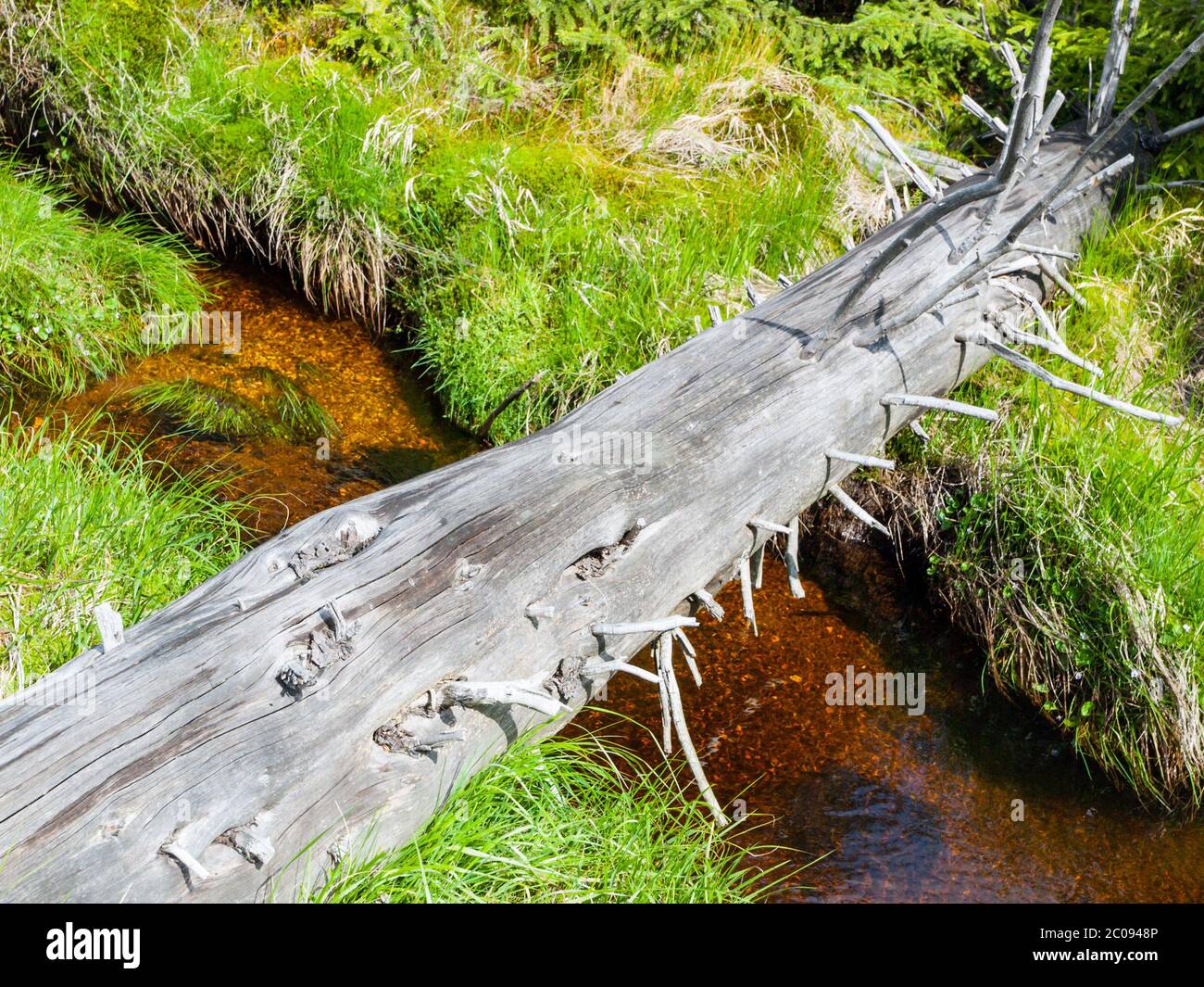 Fallen tree trunk makes natural bridge over calm mountain creek Stock ...