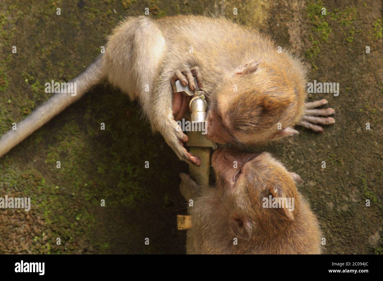 Monkey behave like humans hi-res stock photography and images - Alamy