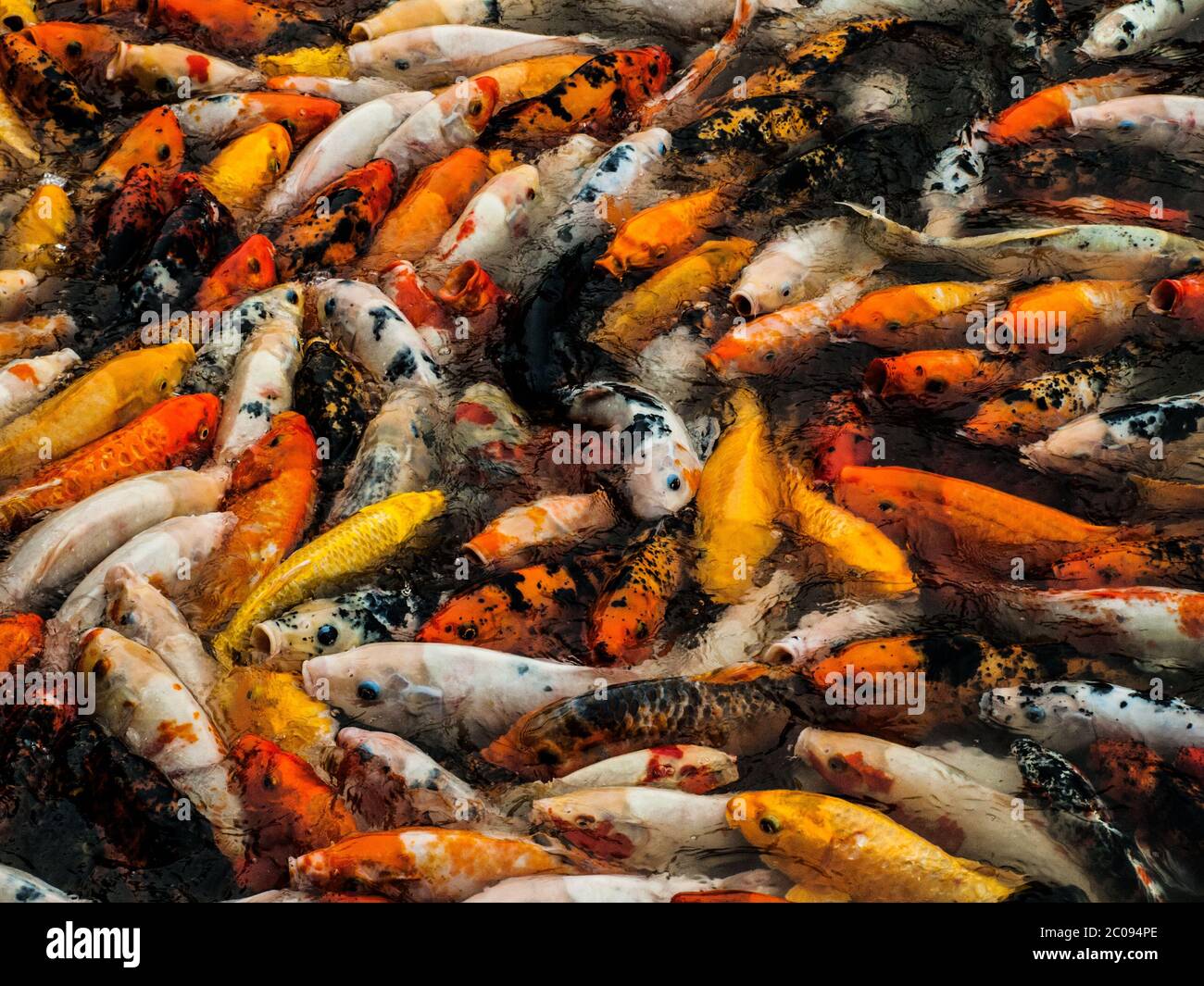 Asian carps hi-res stock photography and images - Alamy