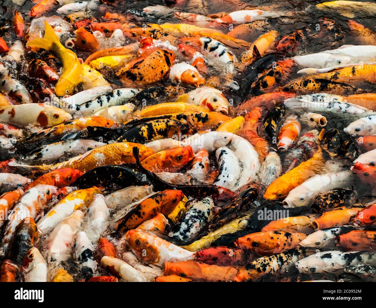 Asian carps hi-res stock photography and images - Alamy