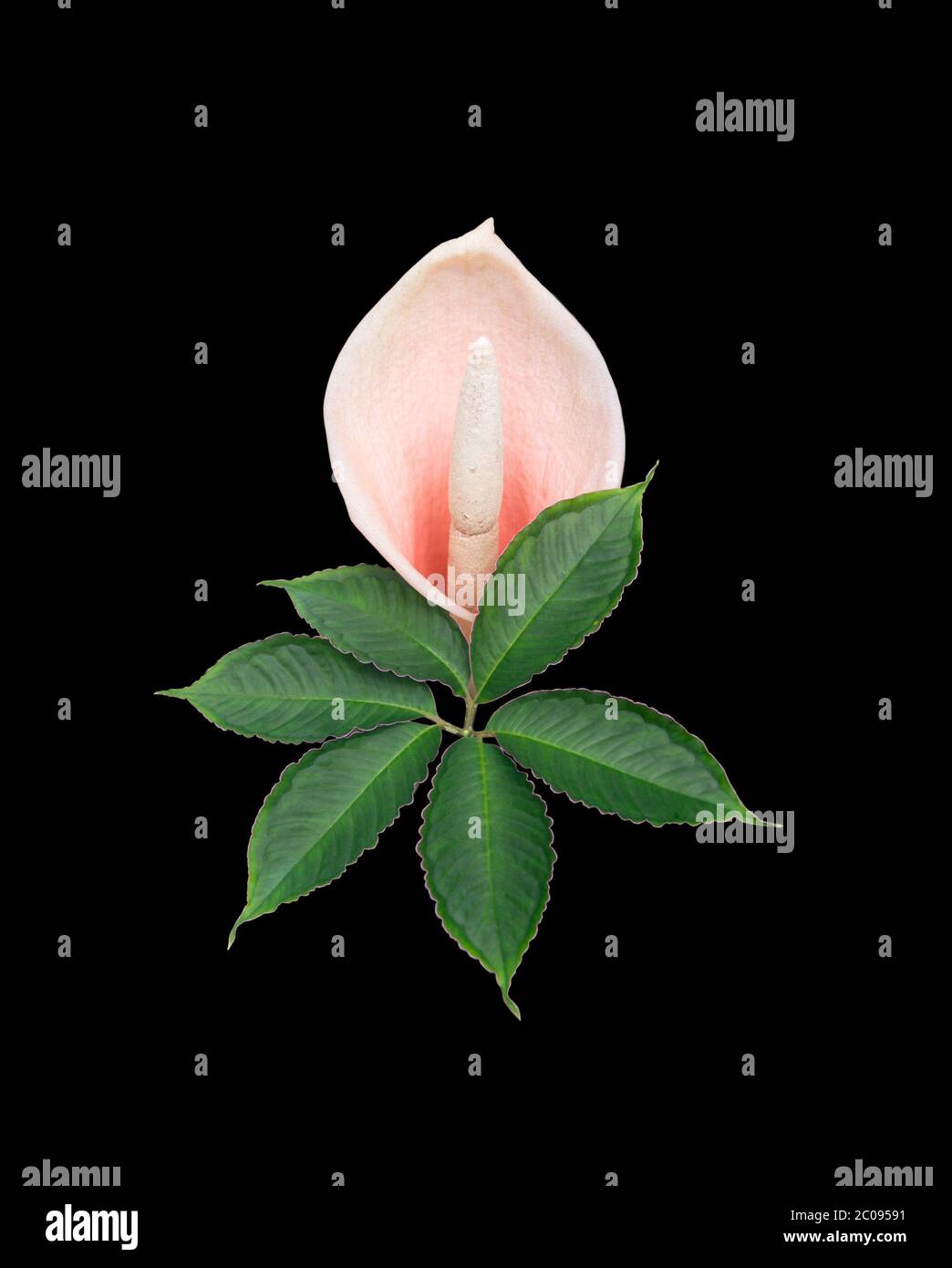 Voodoo lily hi-res stock photography and images - Alamy