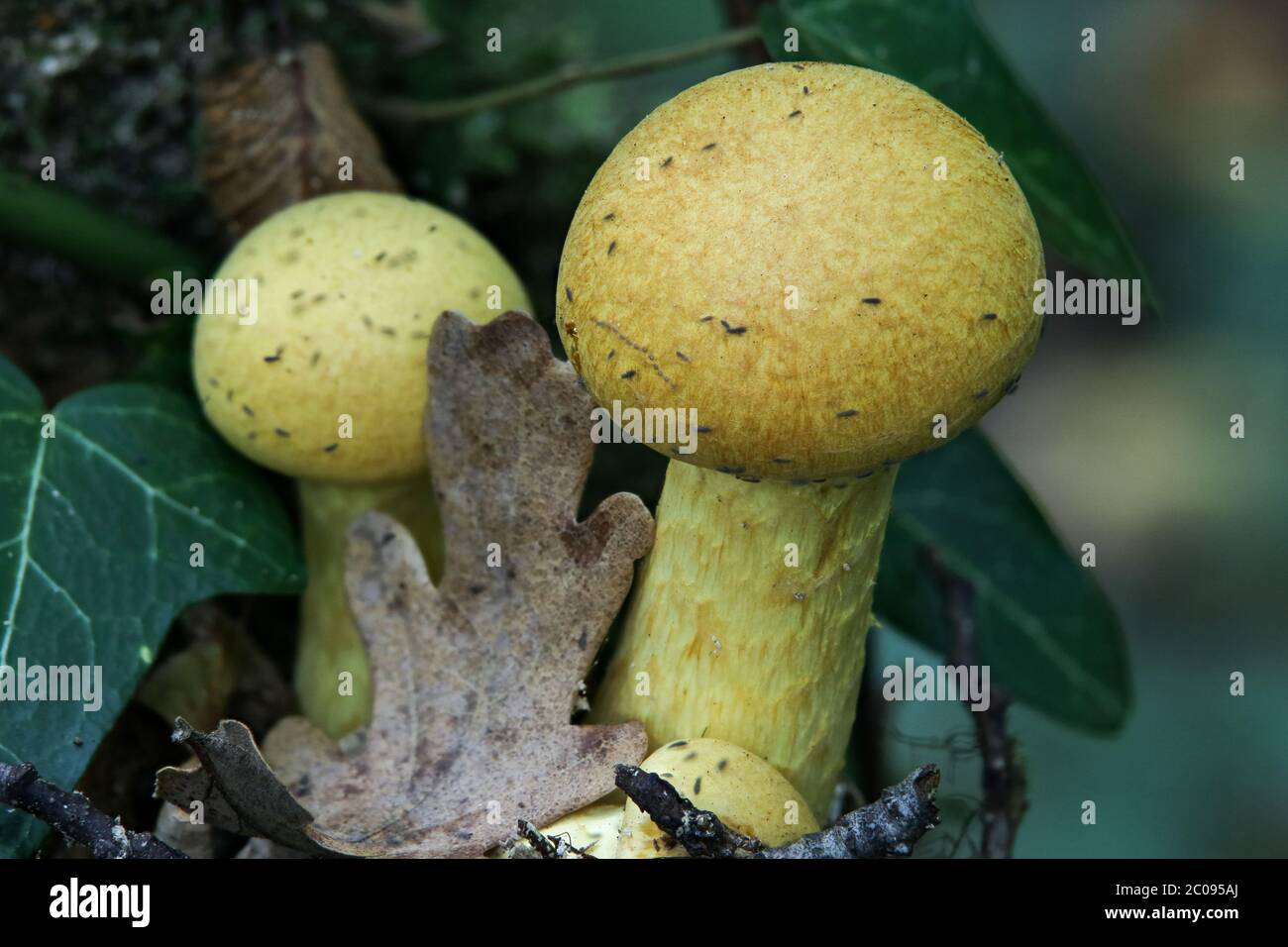 Cluster of mushrooms, Armillaria Mellea known as honey fungus - Focus ...