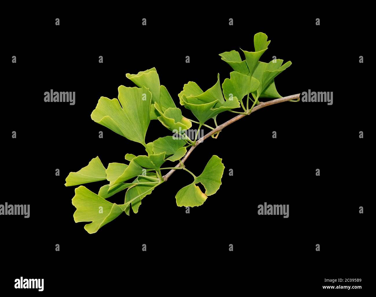 Black gingko biloba hi-res stock photography and images - Alamy