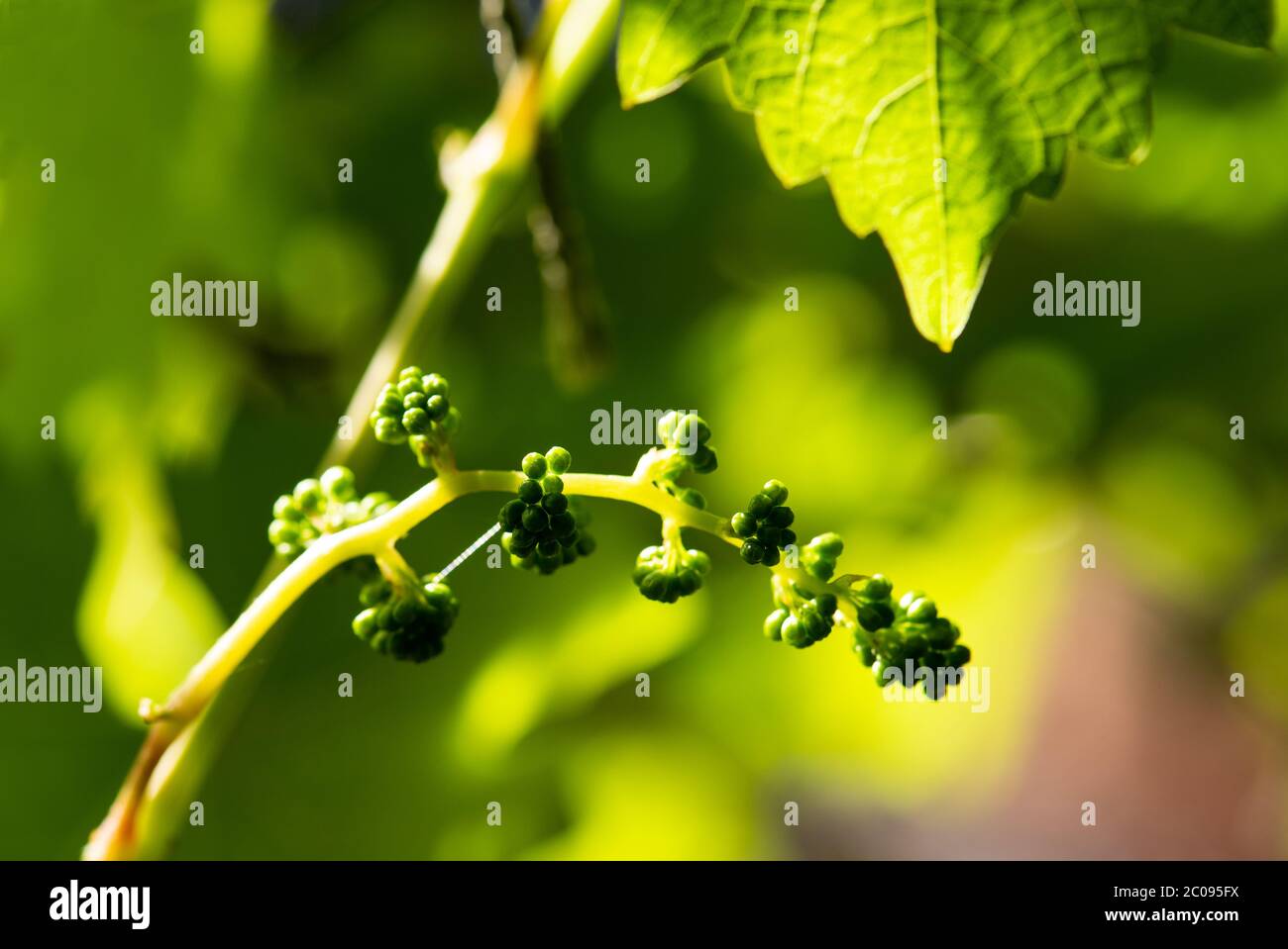 Recently formed grape bunch hi-res stock photography and images - Alamy