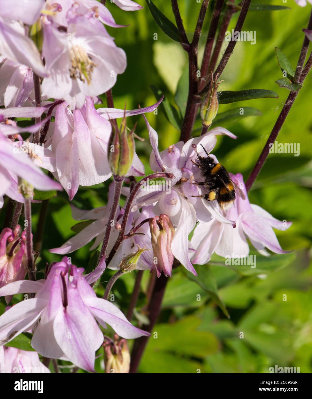 Columbine flower pollinator hi-res stock photography and images - Alamy