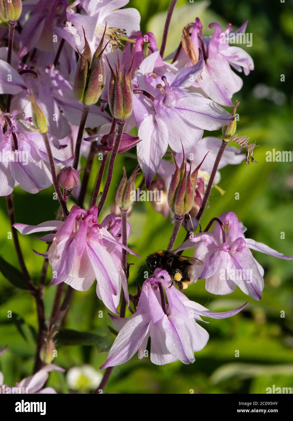 Columbine flowers pollination hi-res stock photography and images - Alamy