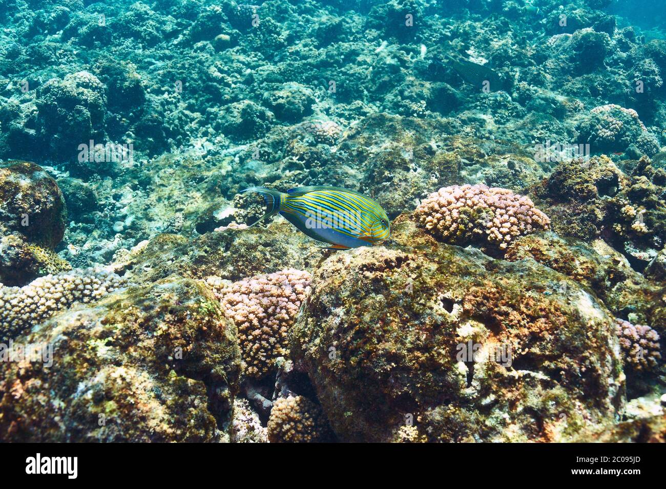 Coral reef and fish Stock Photo - Alamy
