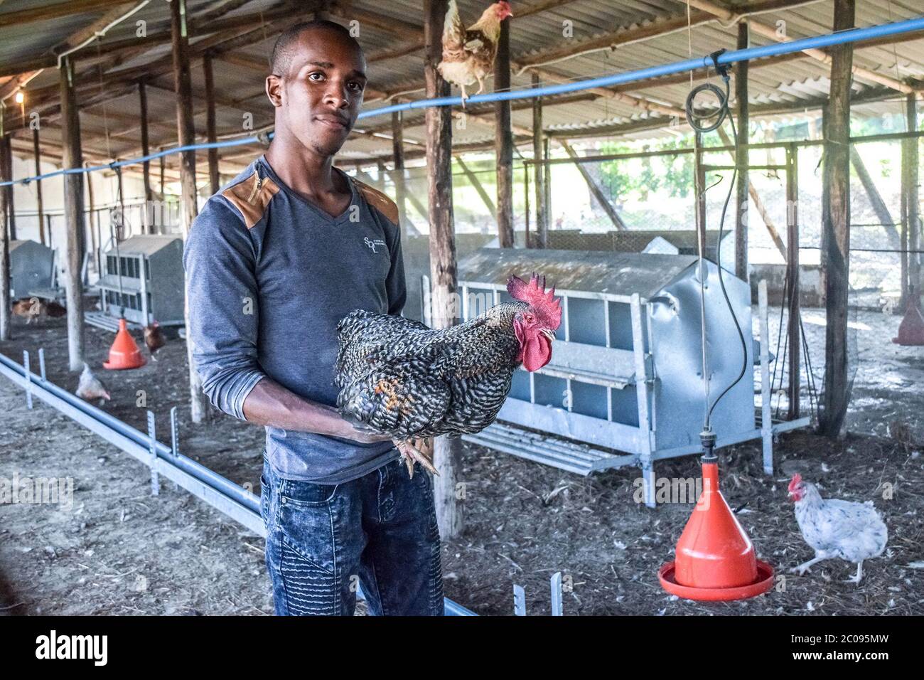 Chicken farming zimbabwe hi-res stock photography and images - Alamy
