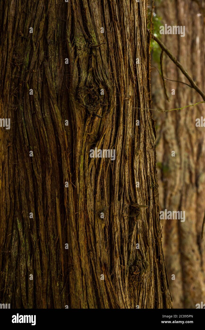A detail shot of the trunk of a Western Red Cedar tree, Moran State ...